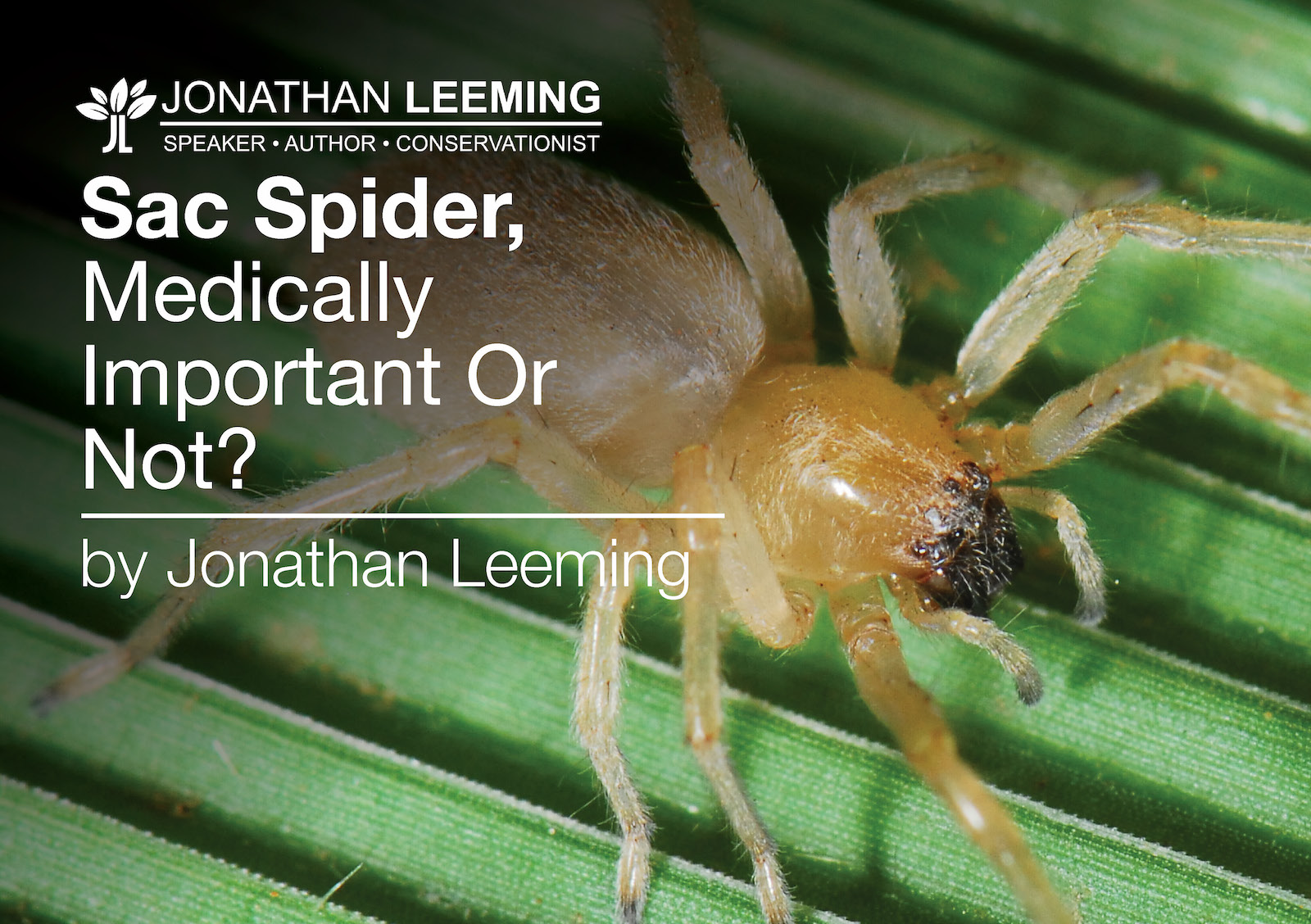 Sac Spider, medically important or not? | Spider & Scorpion Of Southern ...
