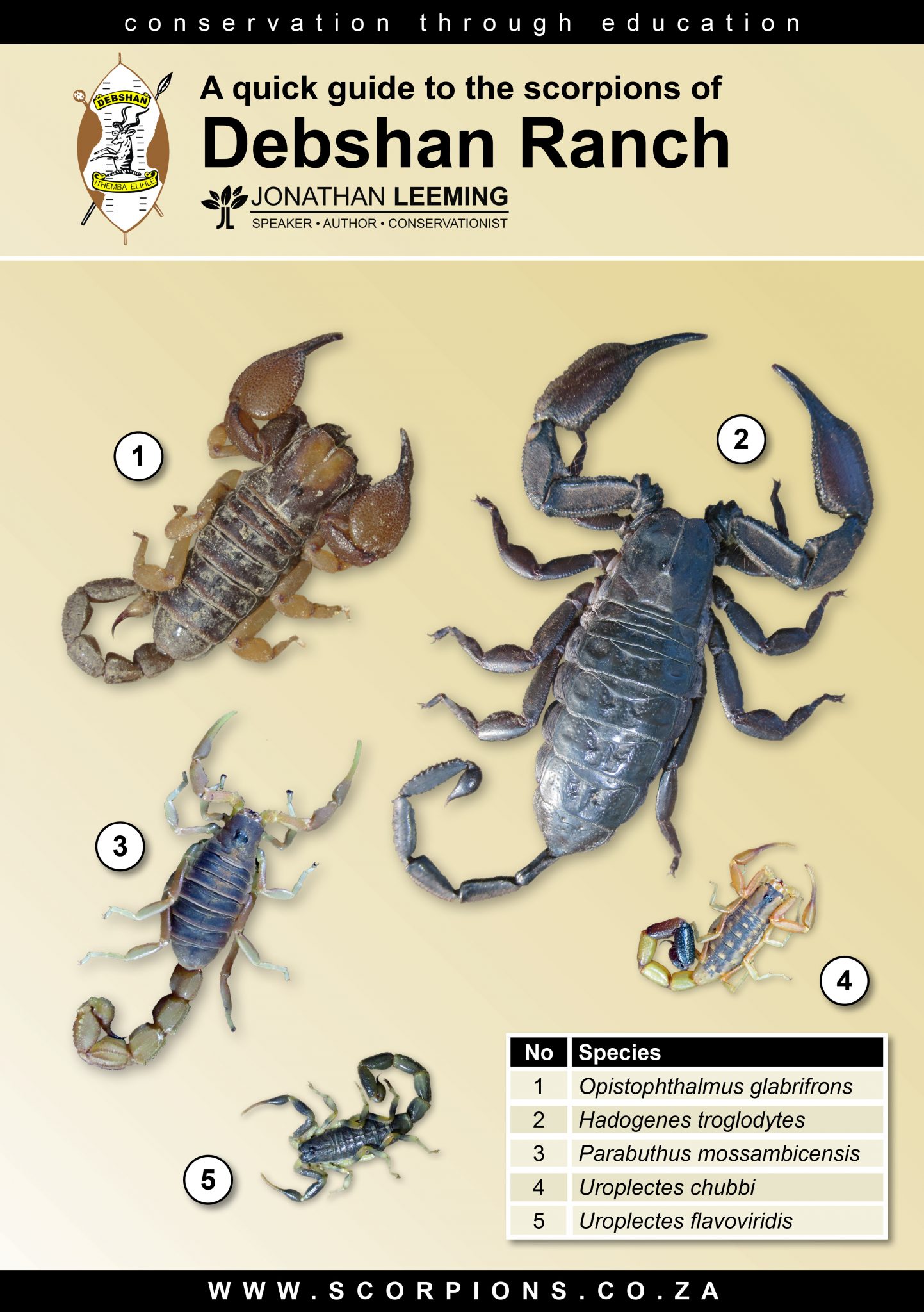 Scorpions of Debshan Ranch, Zimbabwe | Spider & Scorpion Of Southern Africa