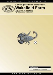 Scorpions of Wakefield Ranch | Spider & Scorpion Of Southern Africa