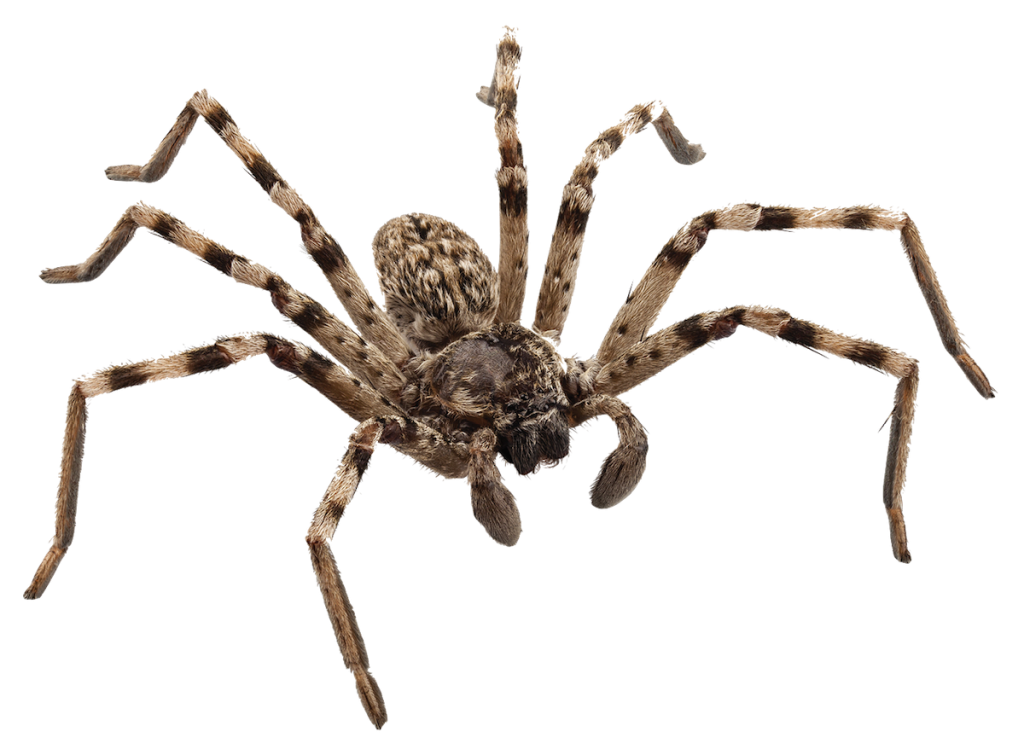 Products | Spider & Scorpion Of Southern Africa