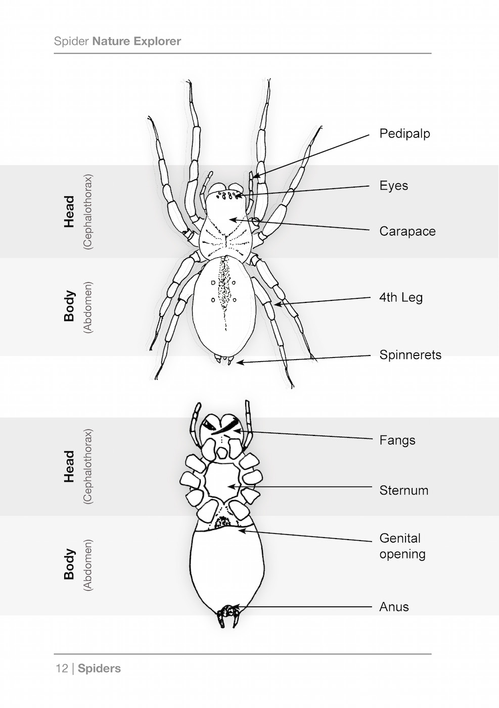 Spider Nature Explorer by Jonathan Leeming