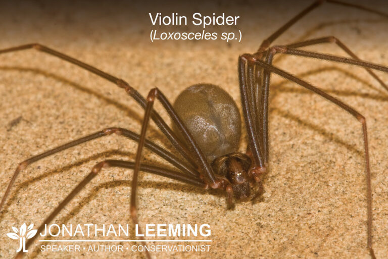 Violin Spiders | Spider & Scorpion Of Southern Africa