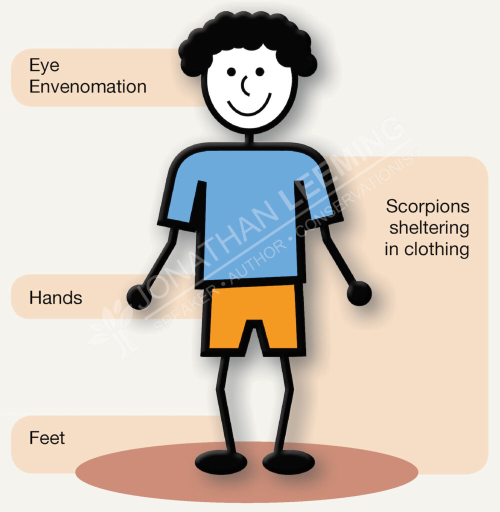 5) Spider Bite Symptoms | Spider & Scorpion Of Southern Africa