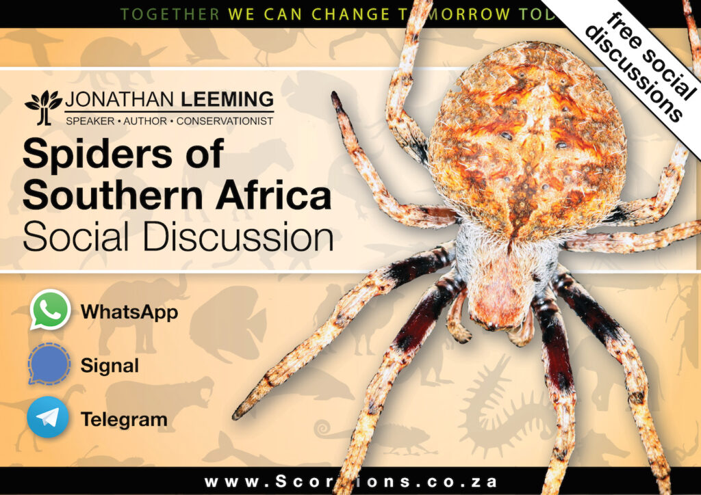 Spiders of Southern Africa Social Messaging Discussion by Jonathan Leeming