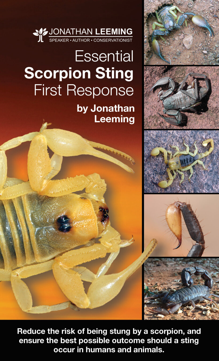 Scorpion Identification by Jonathan Leeming