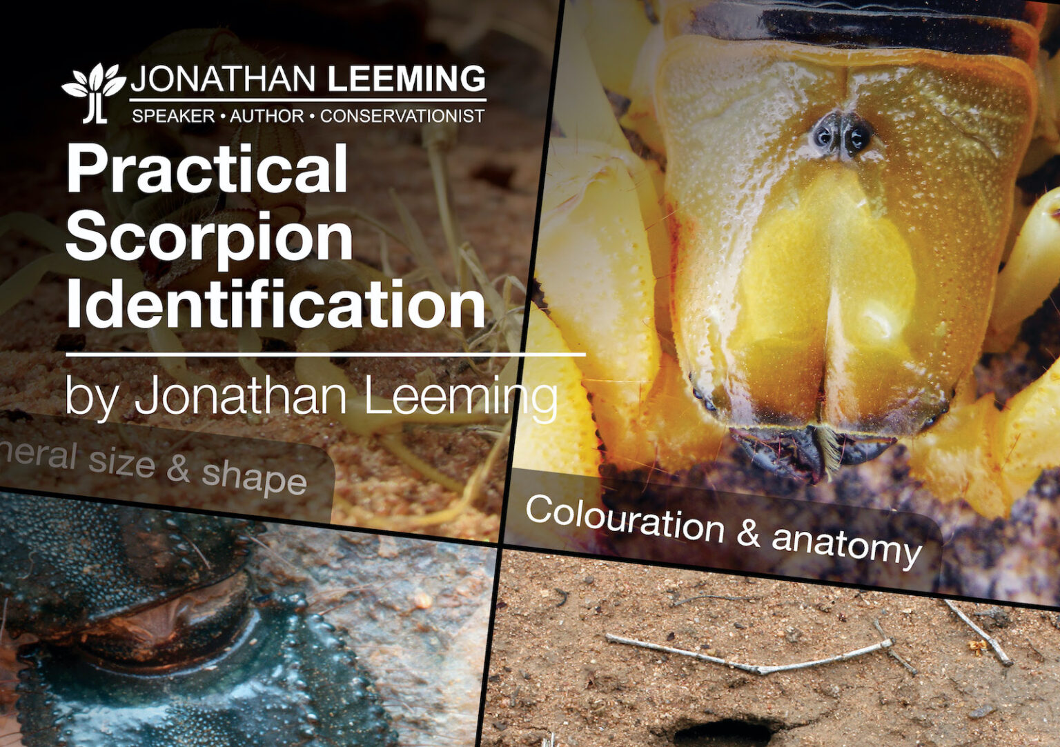 Scorpion Info by Jonathan Leeming