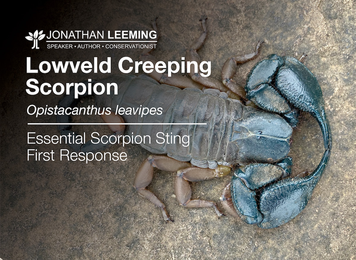 Lowveld Creeping Scorpion | Spider & Scorpion Of Southern Africa