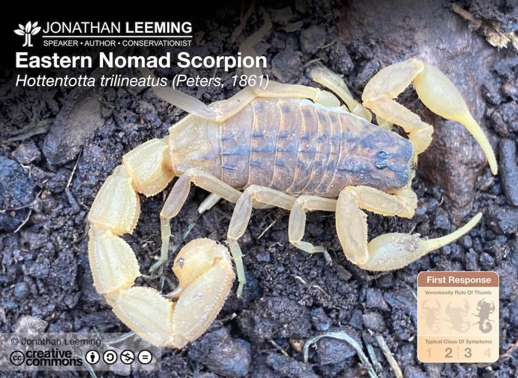 Eastern Nomad Scorpion | Spider & Scorpion Of Southern Africa
